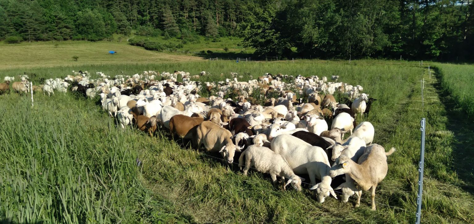Let’s Make a Grazing Chart Together (Part 1) - Eastern Alliance for ...